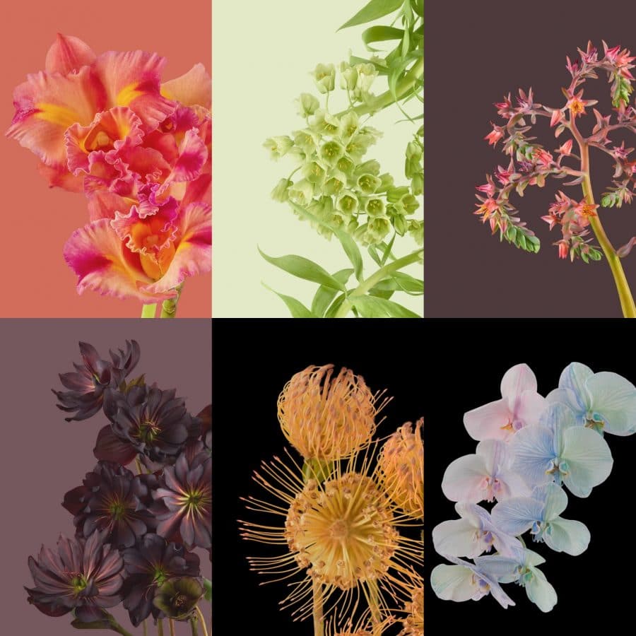 Download Google Pixel 6 Pro Wallpapers full resolution (FHD+) | Mi Deals